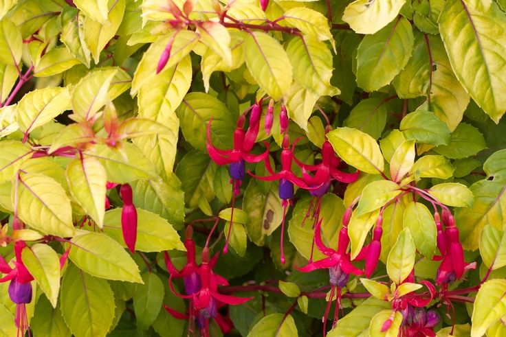 HOW TO GROW FUCHSIA 'GENII' |The Garden of Eaden