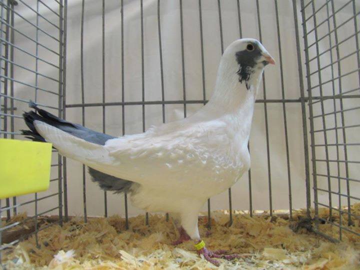 World of Pigeons and Doves: Syrian Frillback
