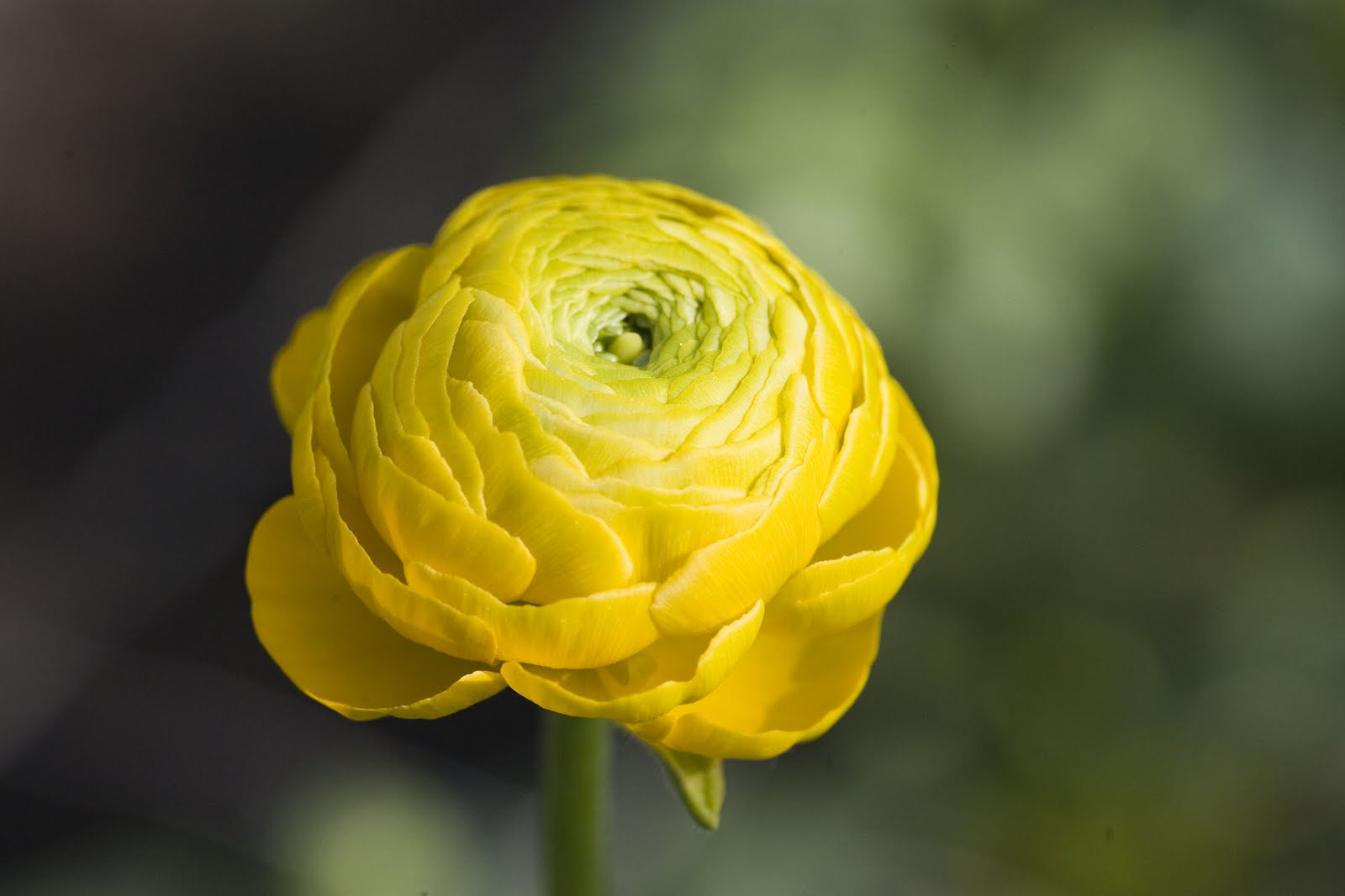 Krabbels Tekst & Beeld: Kleine gewassen