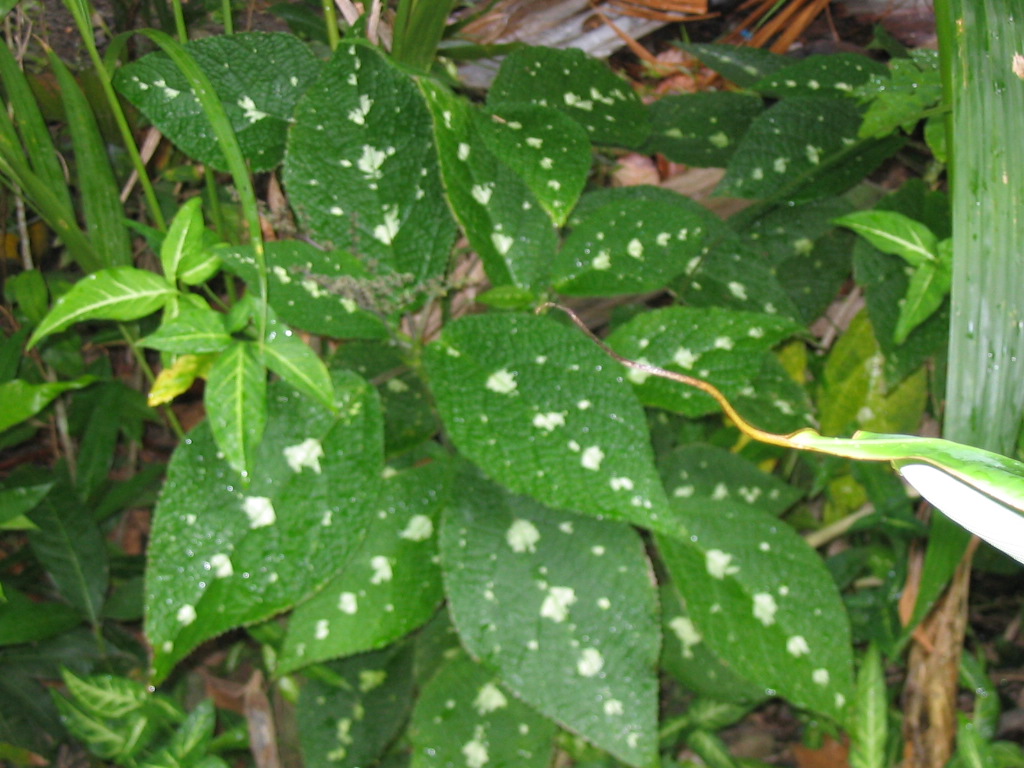 TUMIJAN ARSO: Tanaman Obat Tradisional Papua