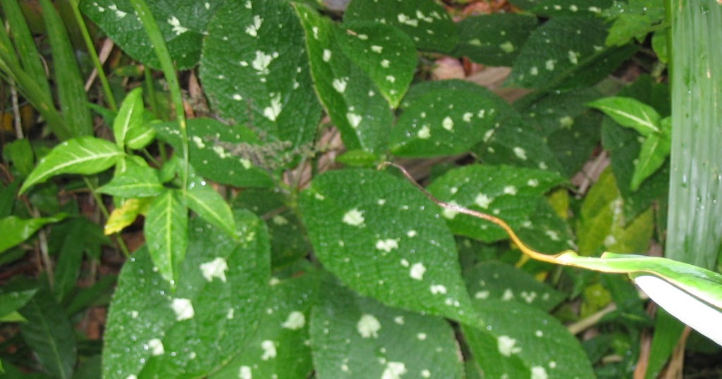 TUMIJAN ARSO: Tanaman Obat Tradisional Papua