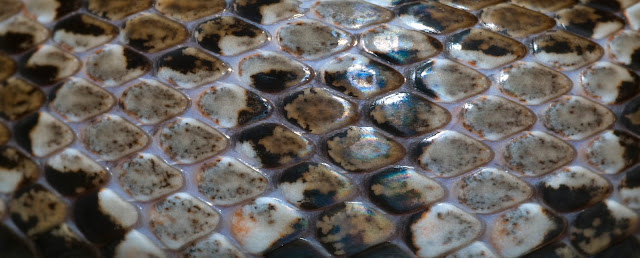 Explorations of an Ecologist: The snakes of Ontario - part 3