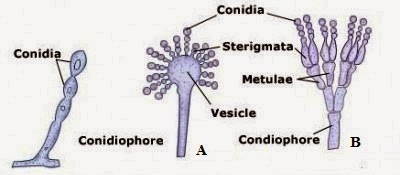 WARTA BIOLOGI: Kingdom Fungi