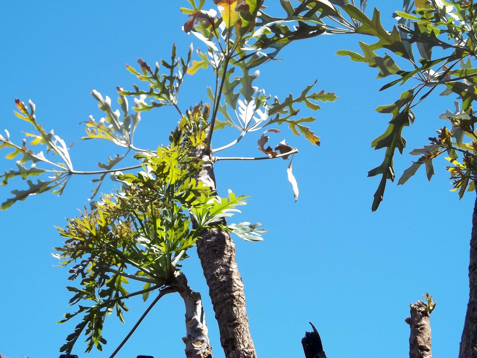 Hedgie's Nature Journal : Kiepersol tree