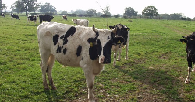 AboveCapricorn: Gene Editing - Developing A Hornless Cow