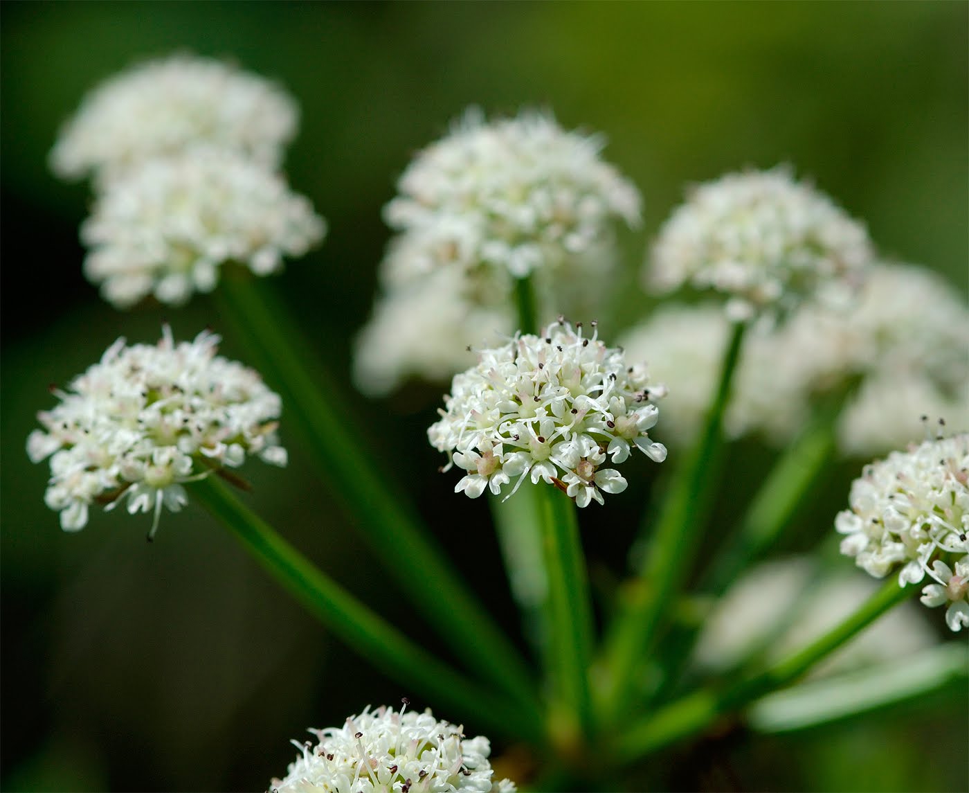 Scottish Wildlife Blog: Kildonan, Isle of Arran