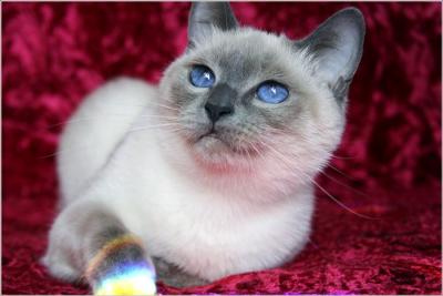 Balinese Cat - Cats of the world