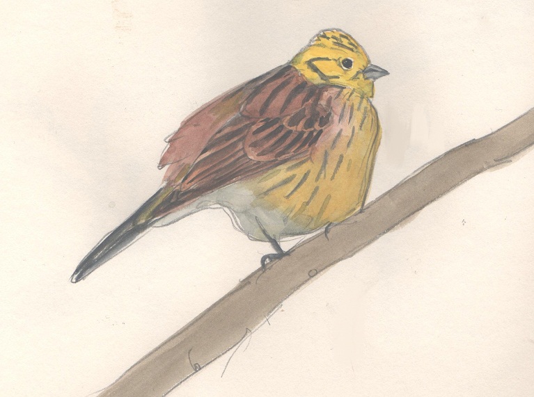 Wildlife Drawing Journal