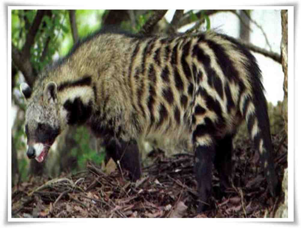 African Civet Scientific Names