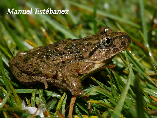 Miradas Cantábricas: Sapillo moteado común (Pelodytes punctatus), macho