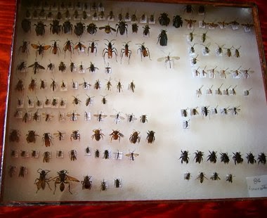 CEUJA Verano Ciencias Naturales 3ero: COLECTA