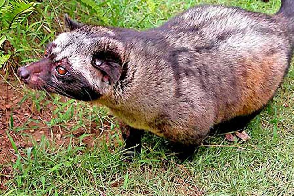 Apa Itu Musang One-man? | Drh. Fira Sovica