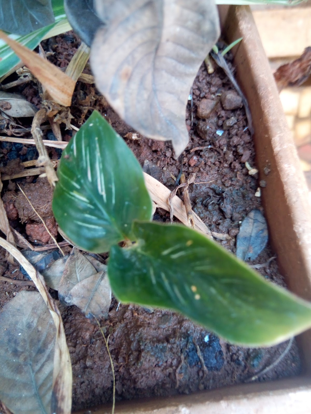 Garden Care Simplified: When is the Best Time to Plant New Seeds Best ...