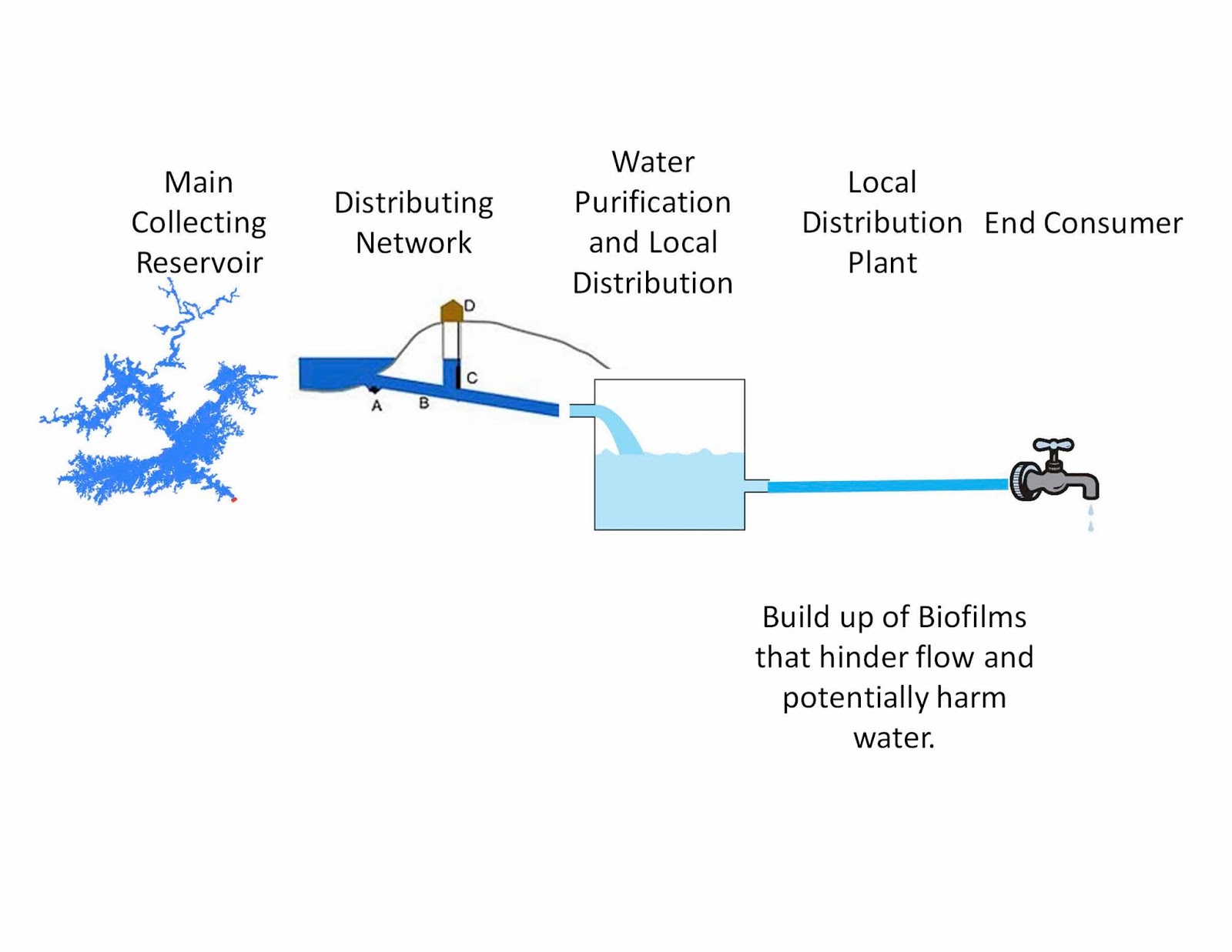 The Squirrel's Nest: Biofilms and Drinking Water