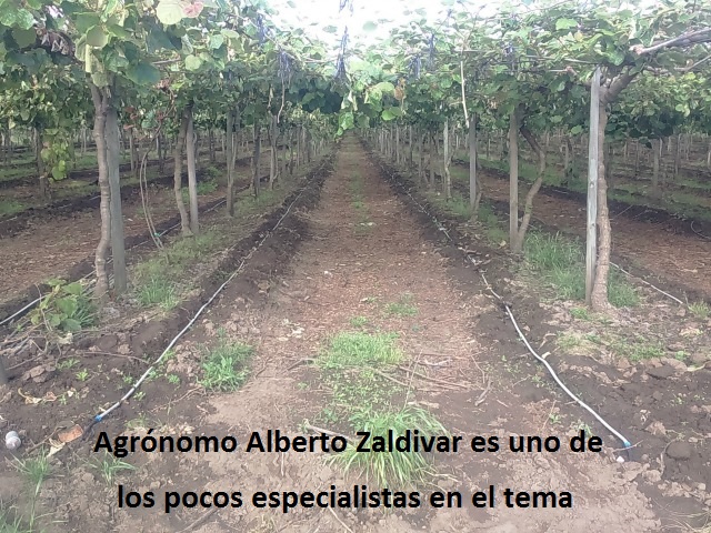 Riego por Exudación: Nuevo concepto que ahorra energía