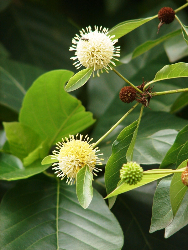 OUR PHILIPPINE TREES: Another Native One Bites the Dust