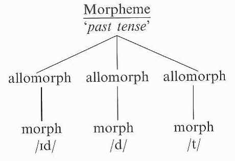 Morphology