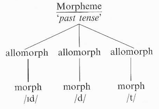 Morphology