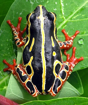 Grymvald Gazetteer: Flora & Fauna Friday - Frogs, Legless Amphibians ...