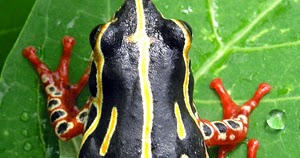 Grymvald Gazetteer: Flora & Fauna Friday - Frogs, Legless Amphibians ...