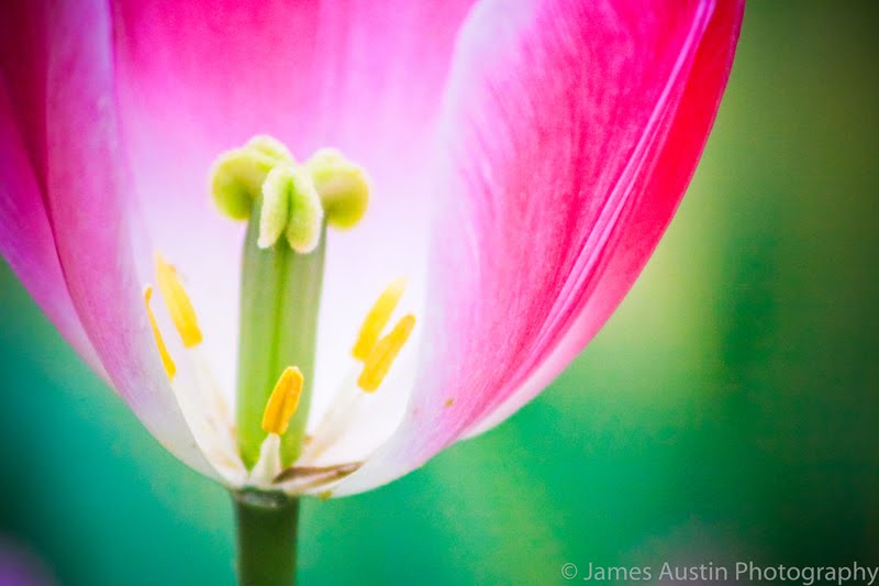 James Austin Photography