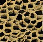 sribiosmamda: PLANT TISSUE STRUCTURE