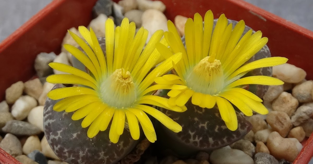 Succulent Sundae: LITHOPS NAUREENIAE