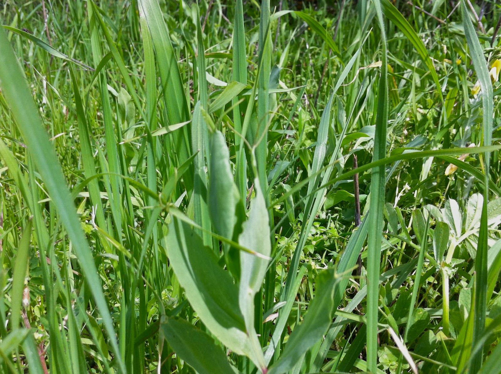 okimakelamb: Recipe #4 - Field Greens - Louvana
