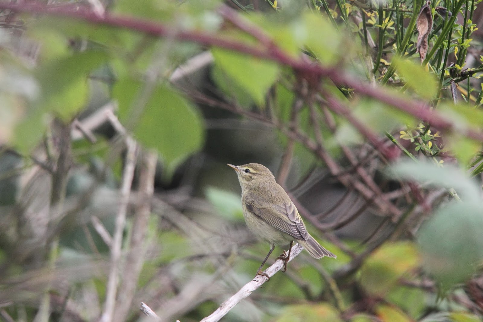 Wanstead Birding: September 2016
