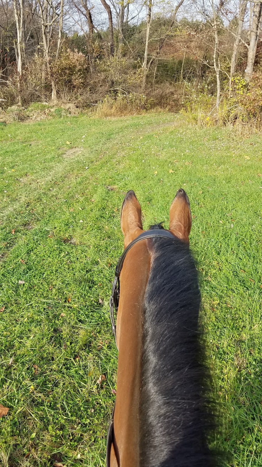 Dream Big: 2 Week Overview (Lesson, Trail Rides, Clipping, Browband ...