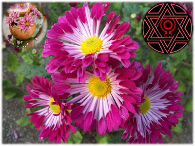 ORACIONES Y CONJUROS PARA EL AMOR: EL ASTER LA PLANTA DE LA FIDELIDAD Y ...