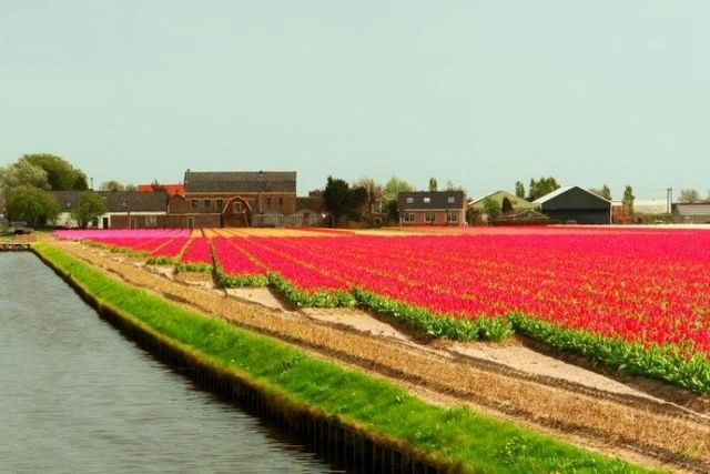 Blog Rilek-Rilek: Betul Betul Ohsem - Ladang Bunga Tulip Di Belanda