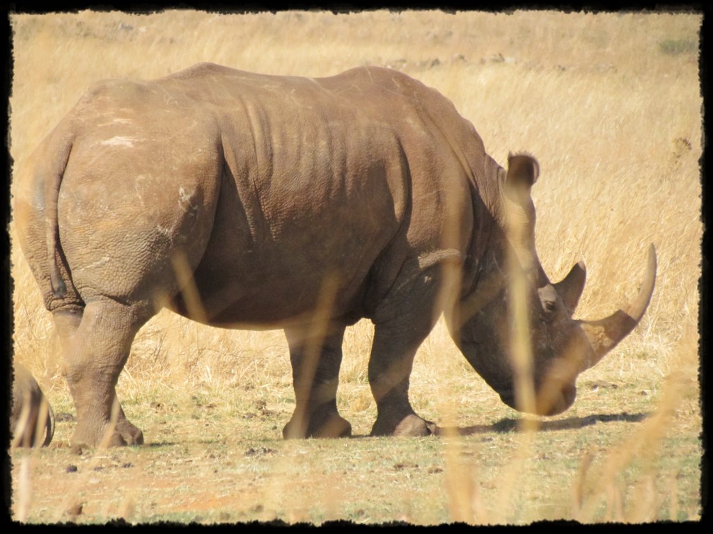 hetta's blog: Lion and Rhino Park Johannesburg