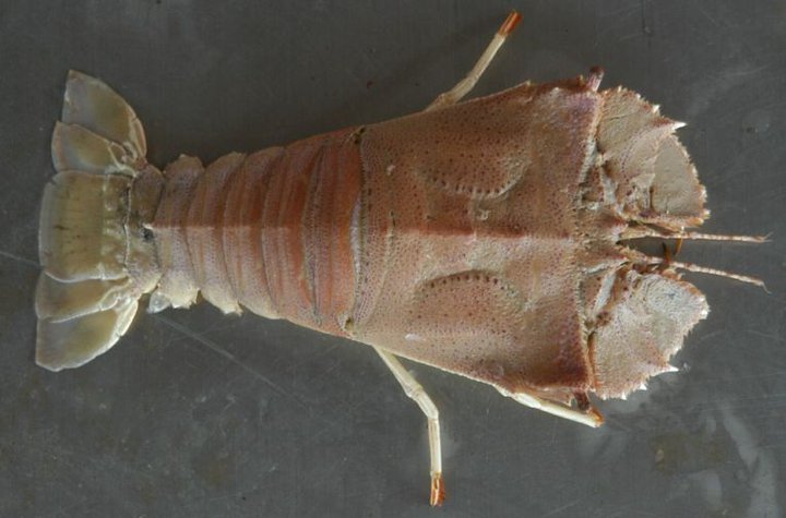 GOLDEN NATURE FOODS SDN BHD: Jenis-Jenis Udang