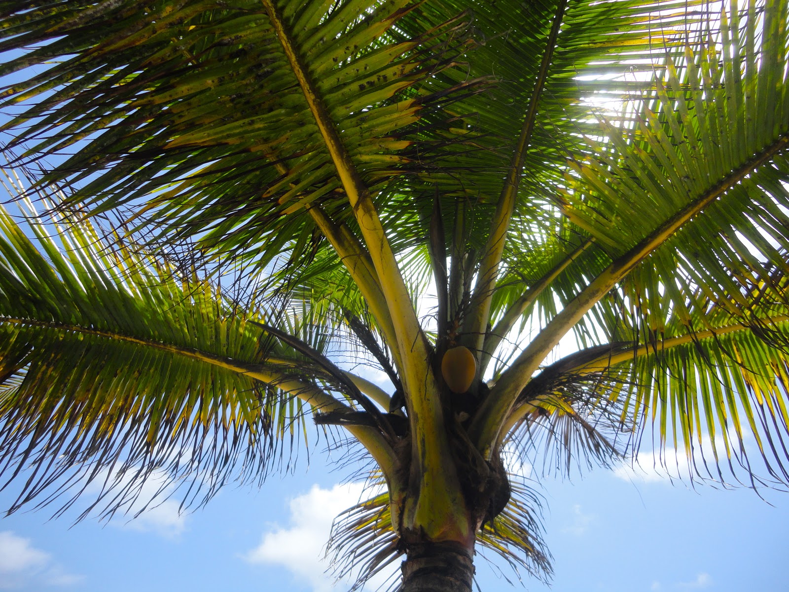 PERSONAL TRAINER COACH FRED JOLY: STAGE EN COTE D'IVOIRE ASSINIE