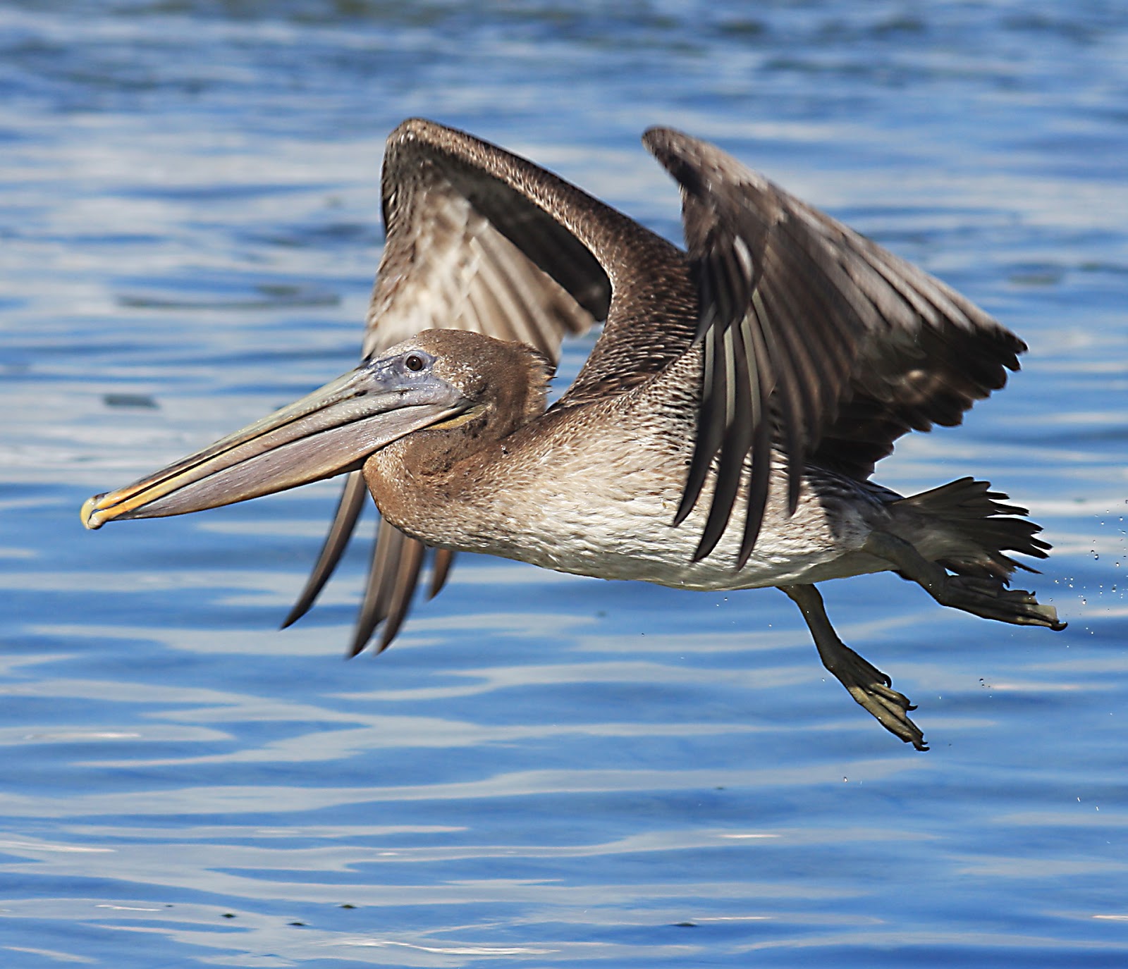 Astrophotography Blog: Pelican Nebula Astrophotography (IC5070 and IC5067)