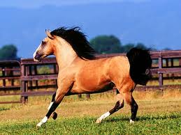 El Mundo del Caballo: Bayo