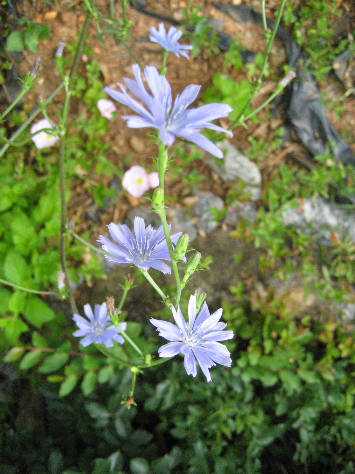 Discovering His Creation: Chicory (Cichorium Intybus)