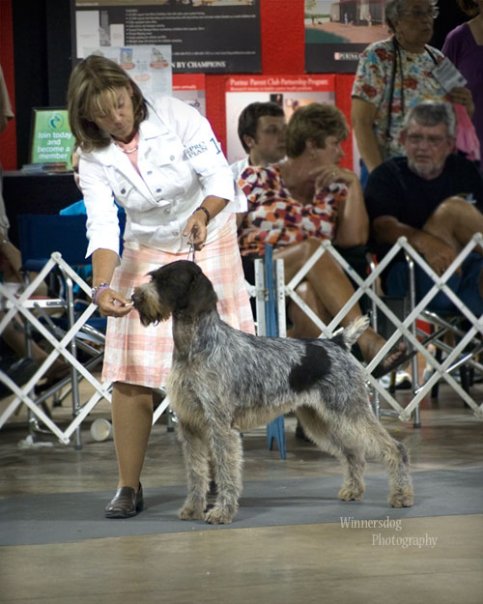 DOG SHOW POOP: WESTMINSTER POINTERS