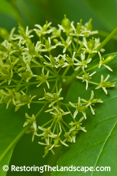 Restoring The Landscape With Native Plants: Native Plant of the Week ...