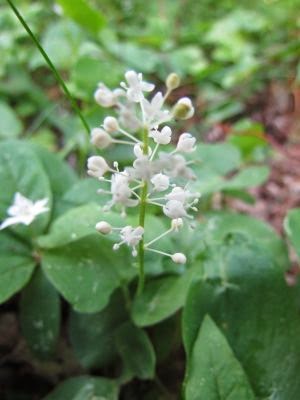 Kehvelien kuvat: Oravanmarja