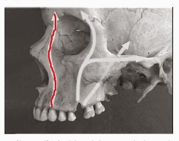 DENTES CANINOS : Pilar Canino
