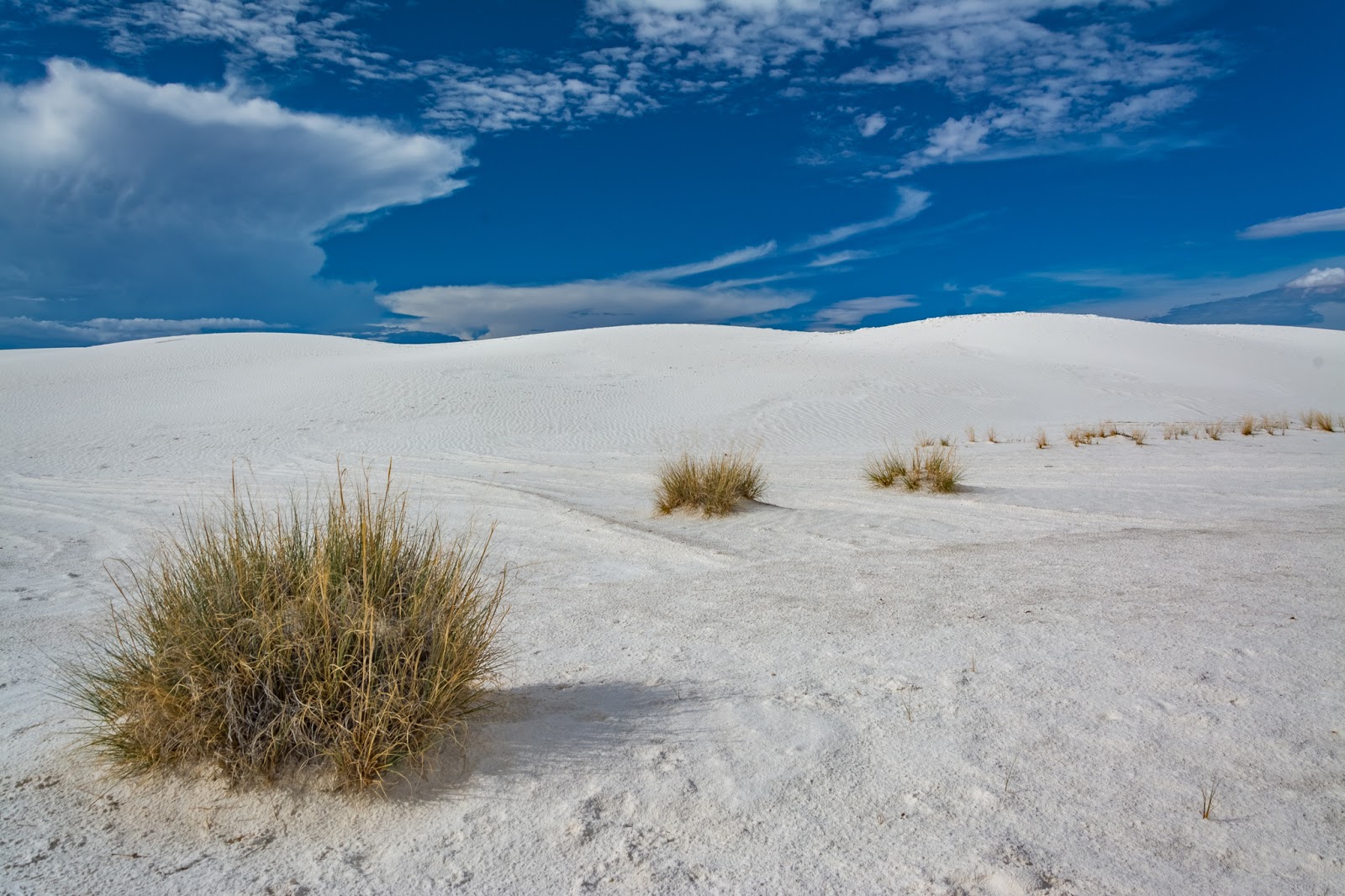 A Tree Falling: White Sands National Monument, July 2018: Afternoon