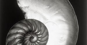 Anotaciones al margen: El Nautilus