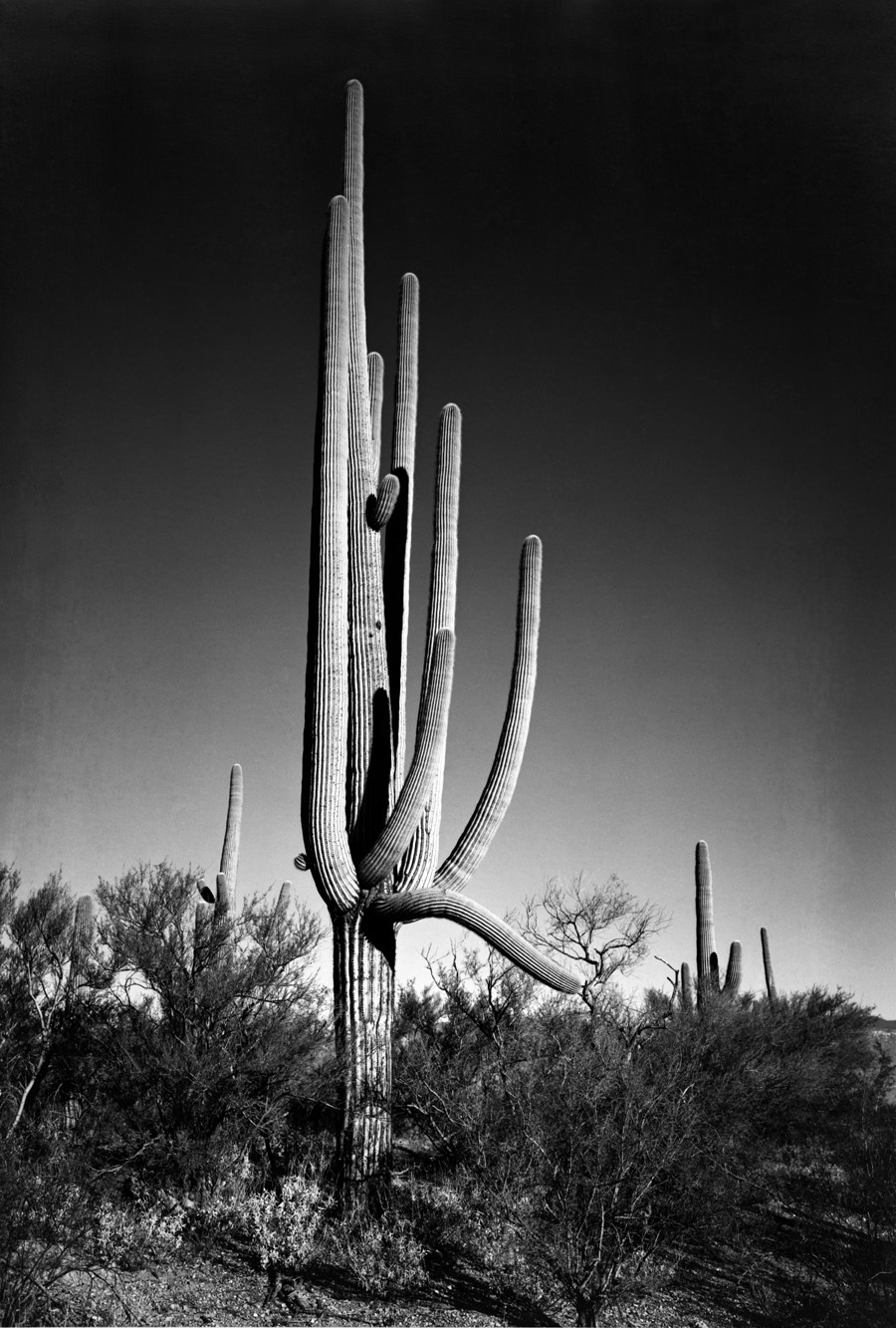 History in Photos: Ansel Adams