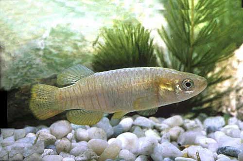 VALENCIA TOOTHCARP FISH ~ Everything About Fish