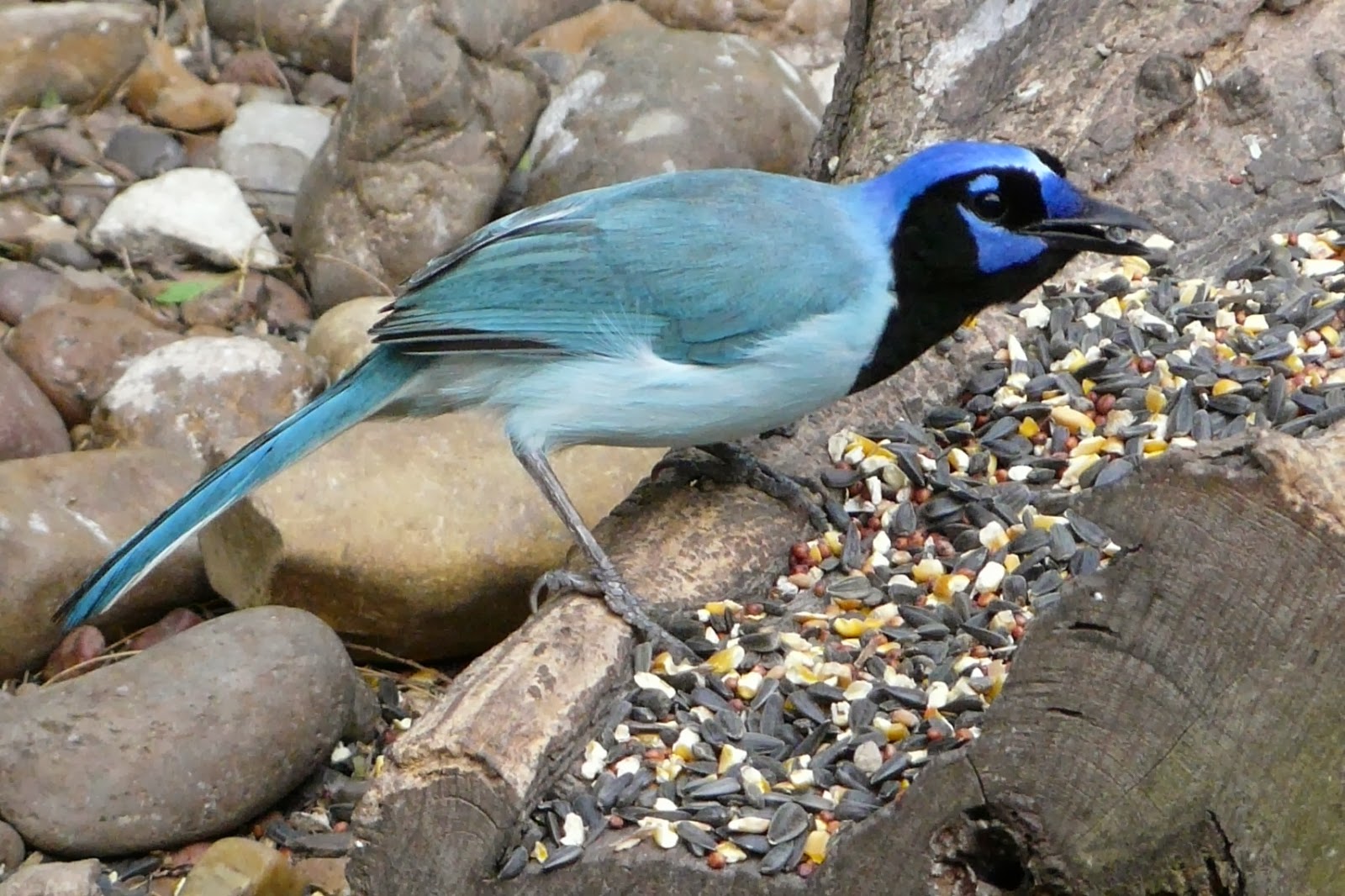 Indiana Young Birders Club: Green Jay
