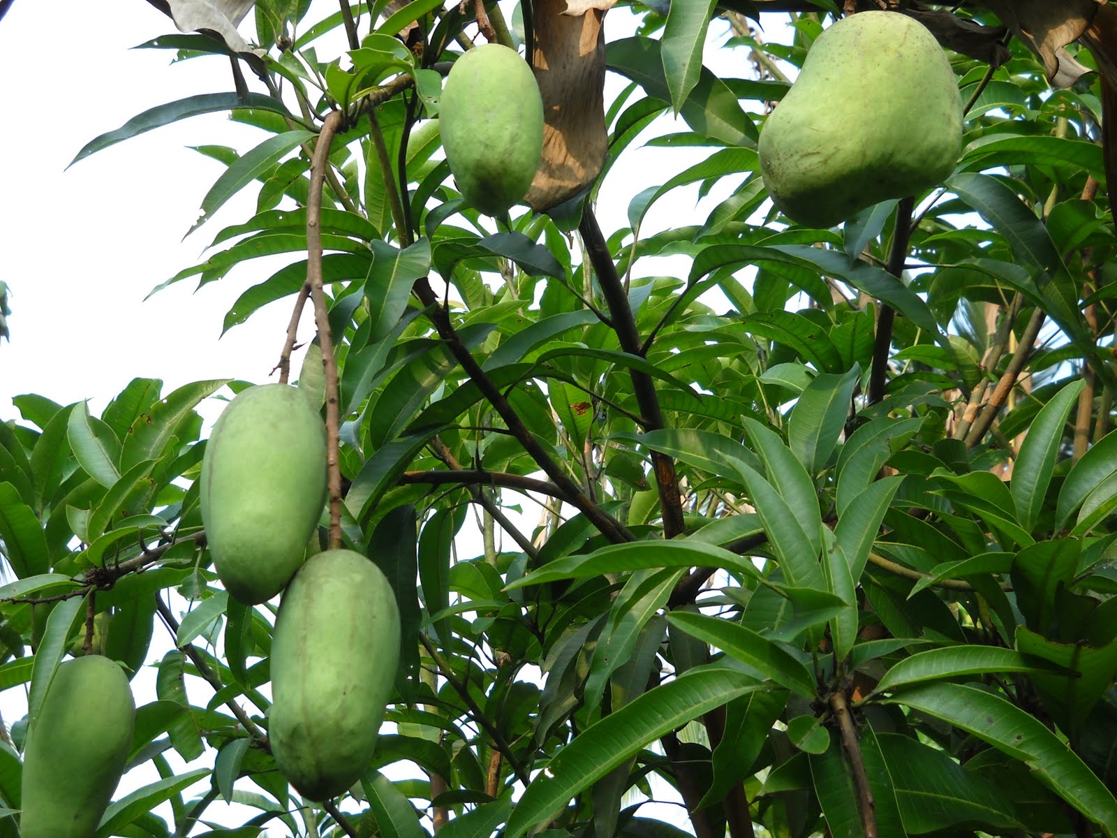 KENALI POKOK SAYANGI POKOK: MEMPELAM CHOCKANAN