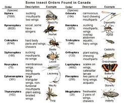 small insects order in canada