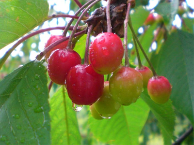 Salud y Medicina Herbaria: Árboles frutales